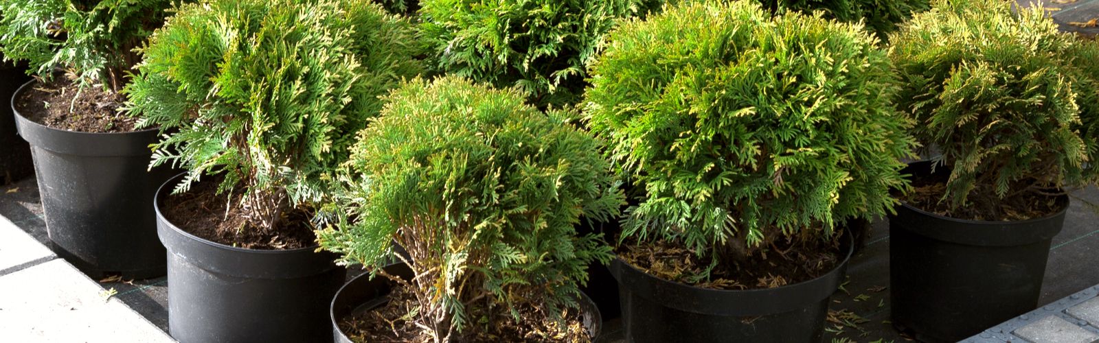 Bomen, heesters of coniferen - Tuincentrum Schmitz