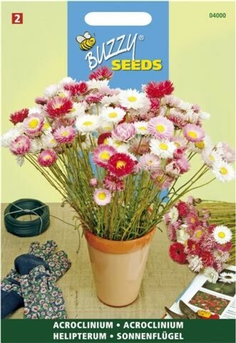 Acroclinium dubbelbloem mix 1g - Tuincentrum Schmitz