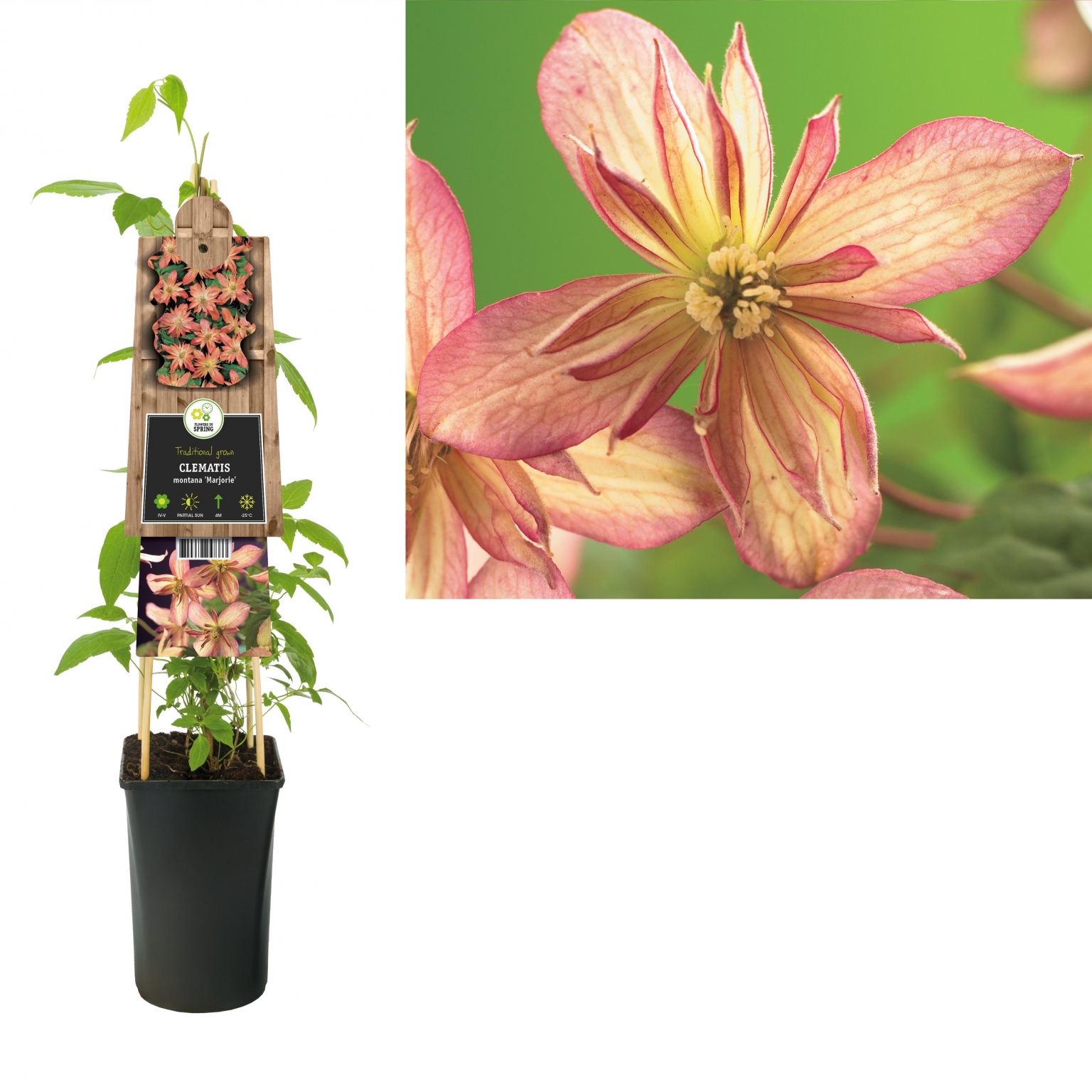 Clematis montana 'Marjorie' - Tuincentrum Schmitz