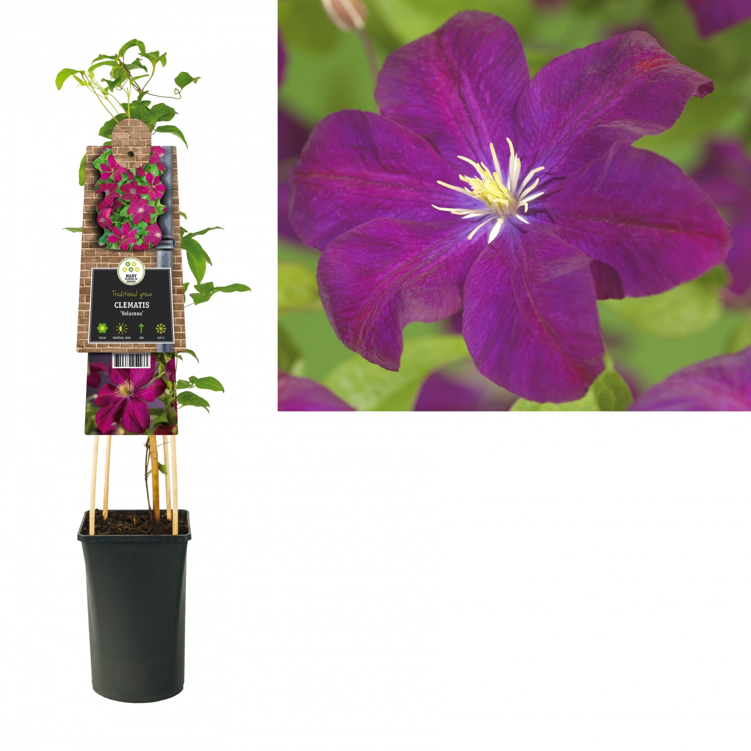 Clematis 'Voluceau' - Tuincentrum Schmitz