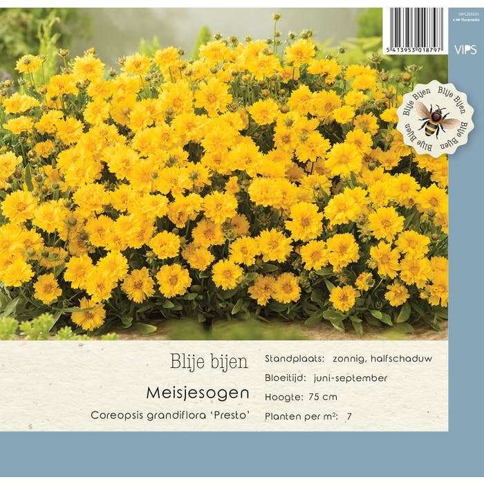 Coreopsis grandiflora Presto p9 - Tuincentrum Schmitz