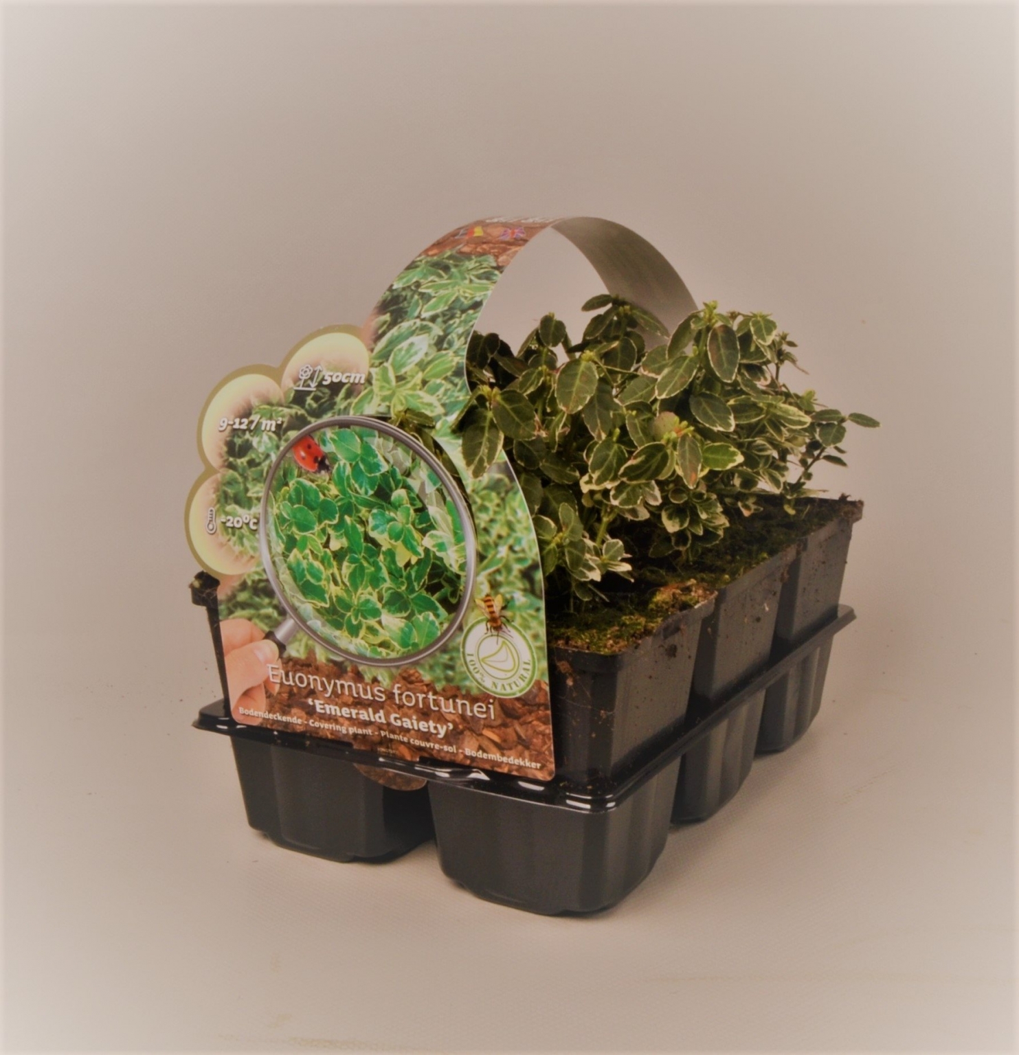 Euonymus emerald gaiety 6-PACK - Tuincentrum Schmitz
