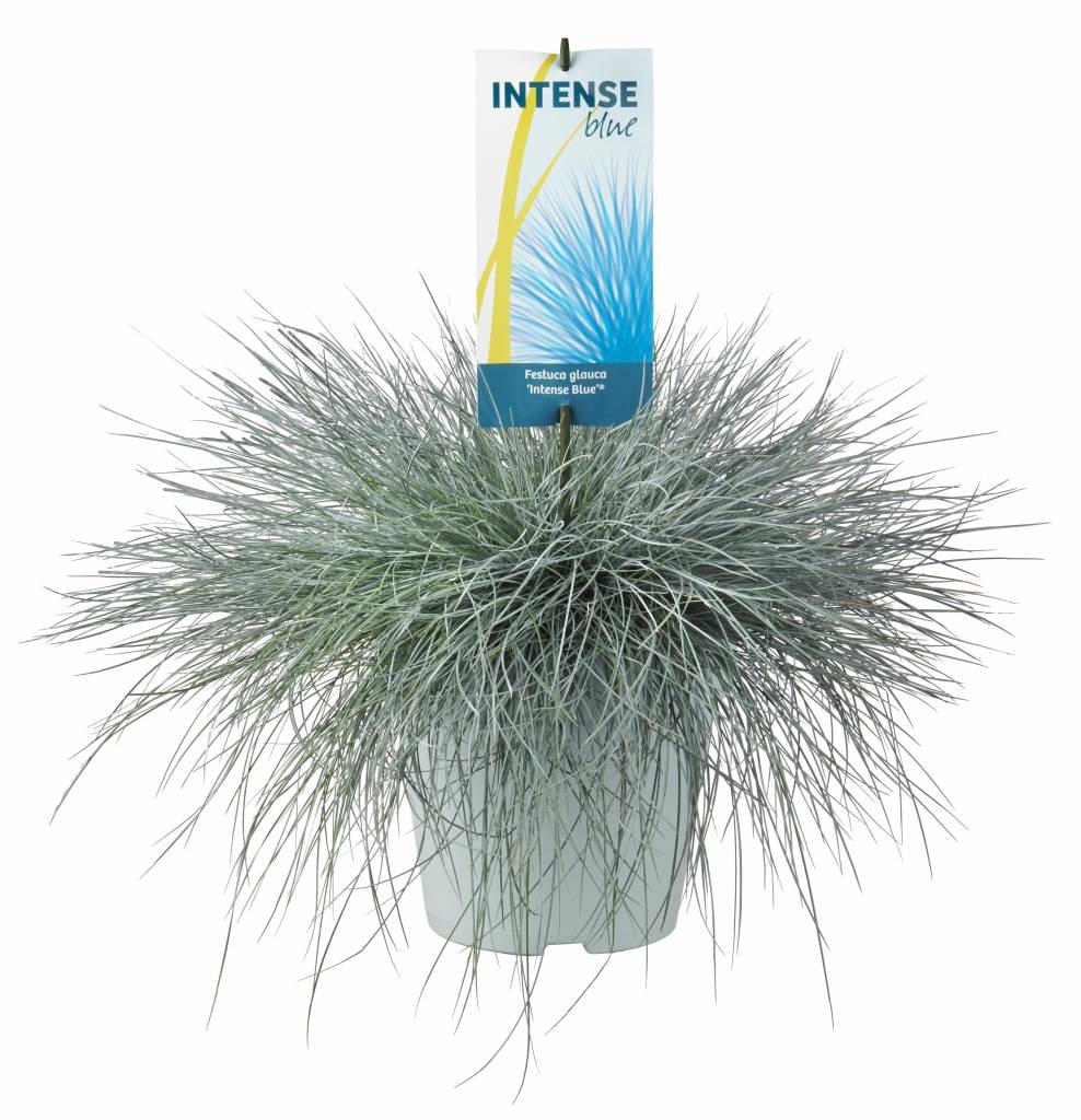 Festuca Glauca Intense Blue