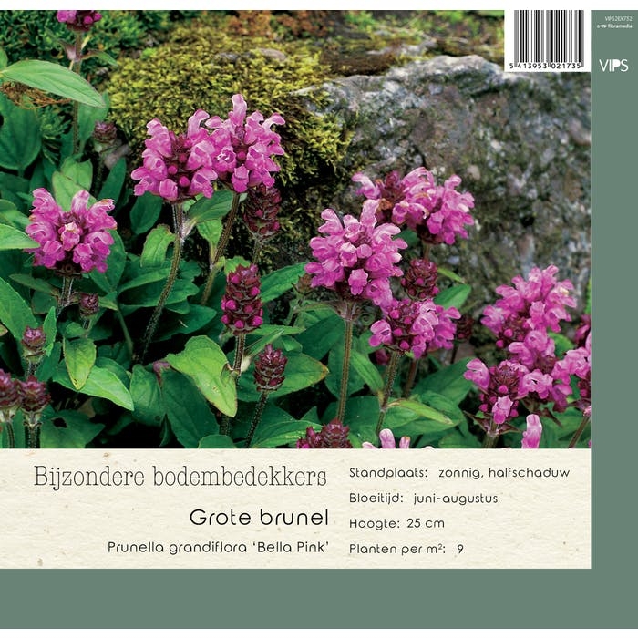 Prunella Grandiflor Bella Pink p9 - Tuincentrum Schmitz