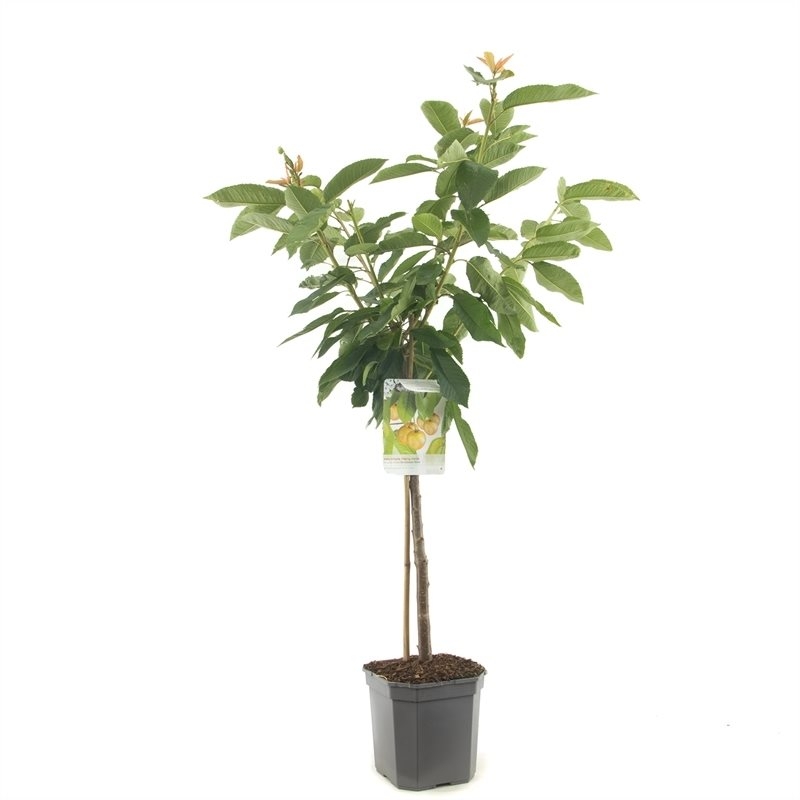 Prunus a. 'Dönissens Gold' - Tuincentrum Schmitz