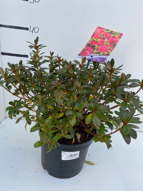 Rhododendron (AZ) 'Geisha Red' - Tuincentrum Schmitz