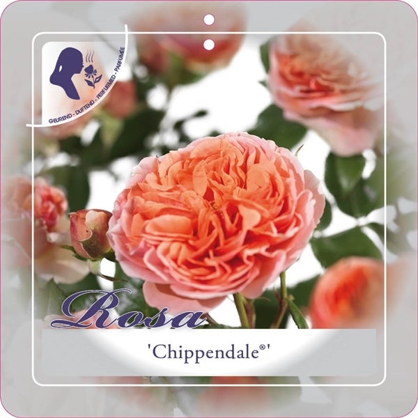 Rosa 'Chippendale'® - Tuincentrum Schmitz