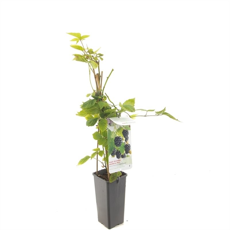 Rubus fru. 'Triple Crown' - Tuincentrum Schmitz