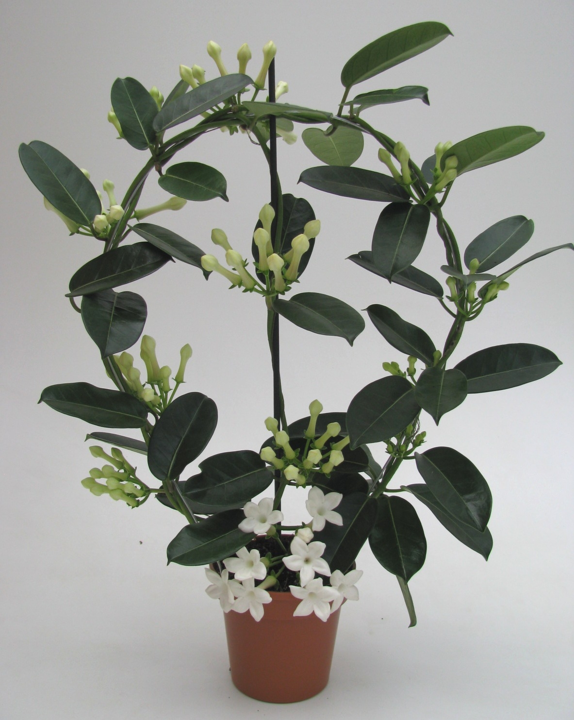 Stephanotis floribunda P12 - Tuincentrum Schmitz